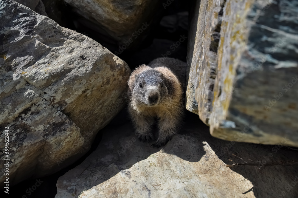 Murmeltier Marmota Munggen Mankei Tier Winterschlaf Alpen Nagetier Fell ...