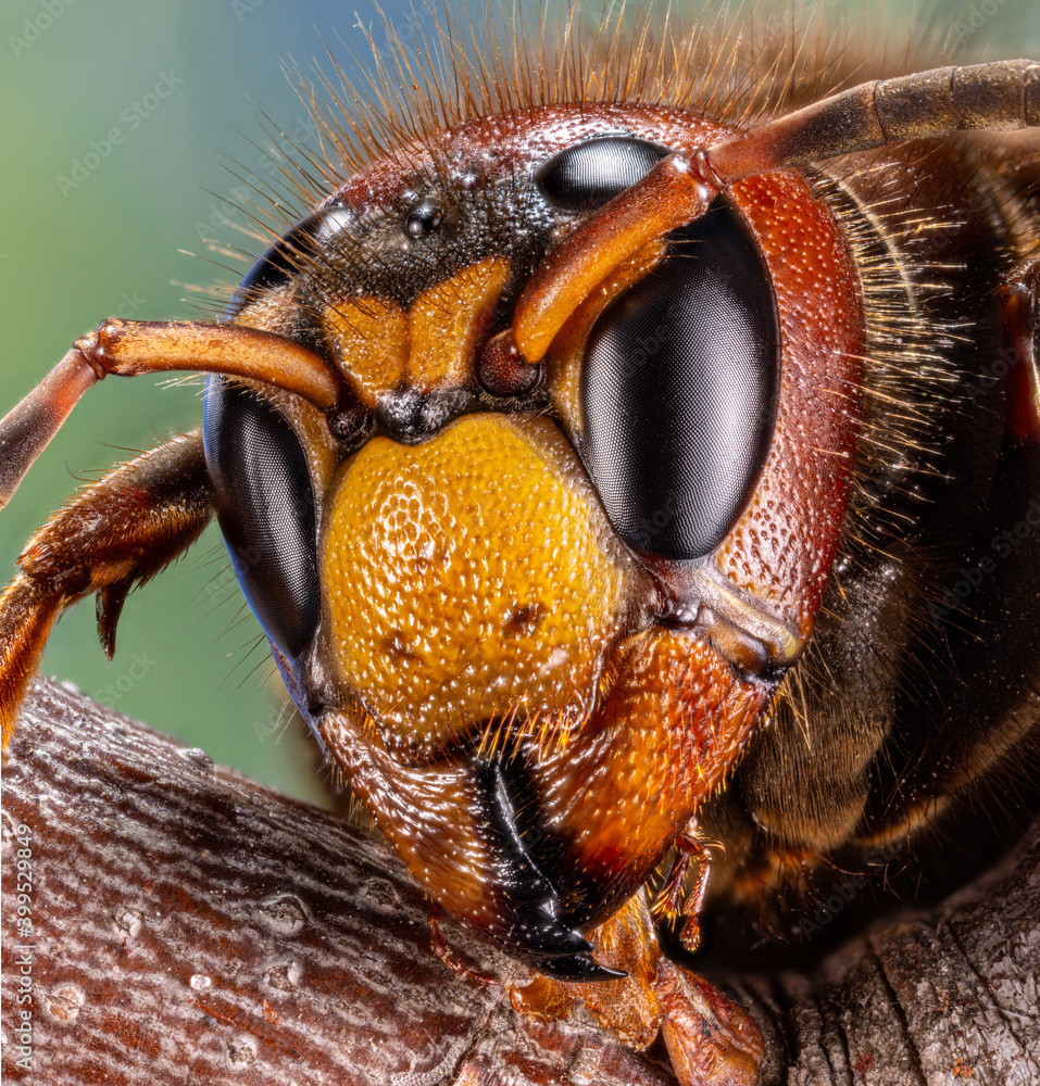 Micro shot of hornet insect. Top margin of the head and part of head ...
