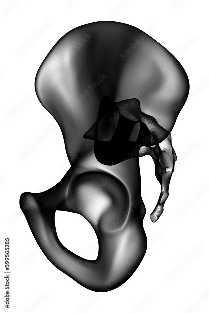 2d rendering Hip Bones Anatomy Stock Illustration | Adobe Stock