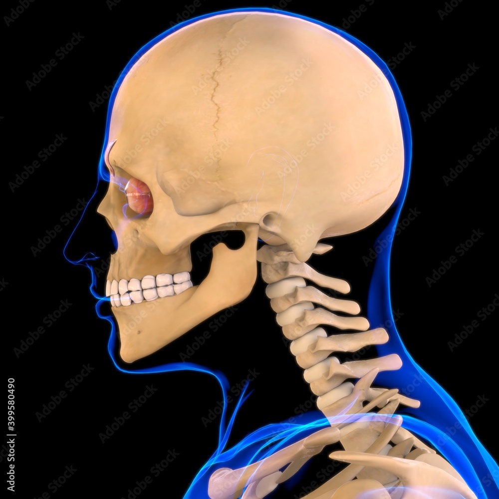 Depressor Supercilii Muscle Anatomy For Medical Concept 3D Stock ...
