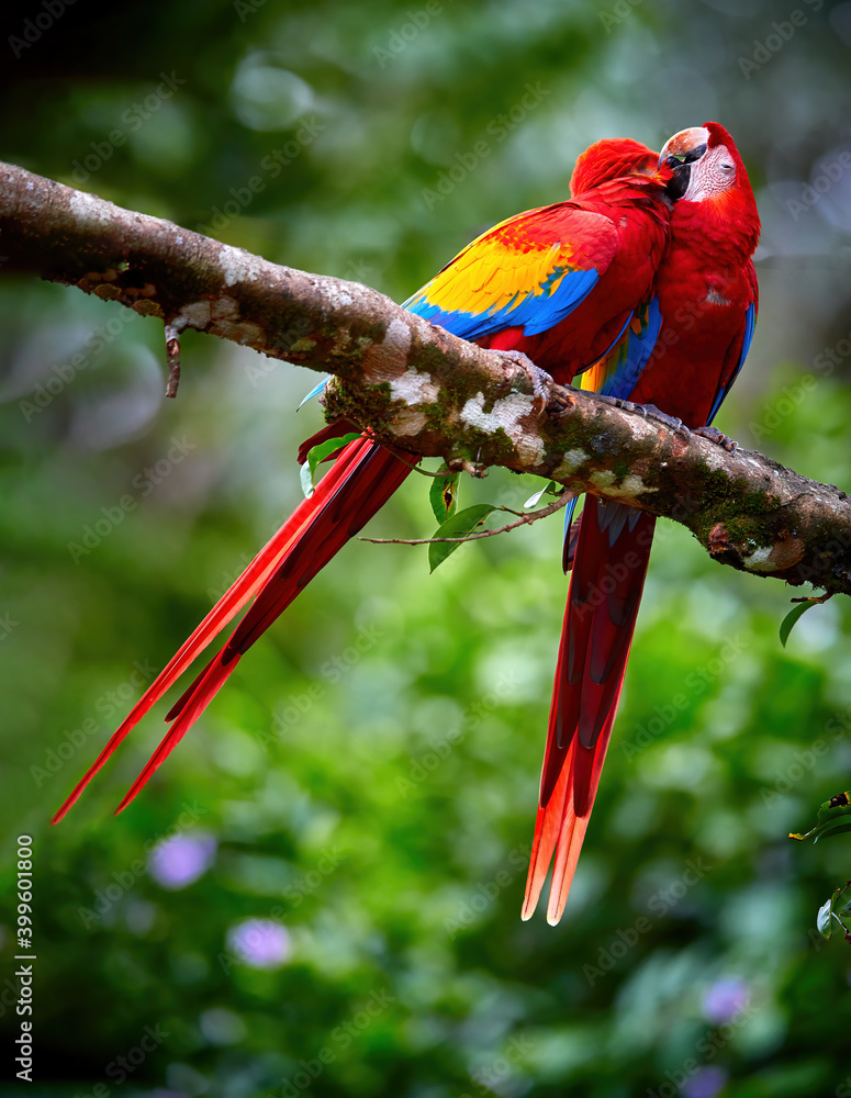 Ara macao, Scarlet Macaw, vertical photo of two red, colorful, big ...