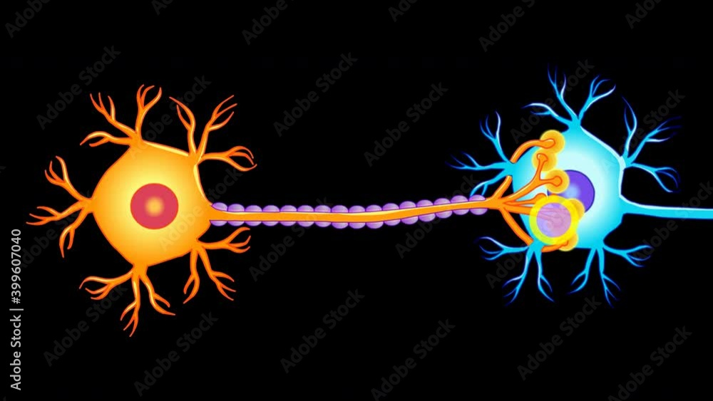 Neural connect. Transmission nerve signal between two neurons. Neuron communication. Human brain ...
