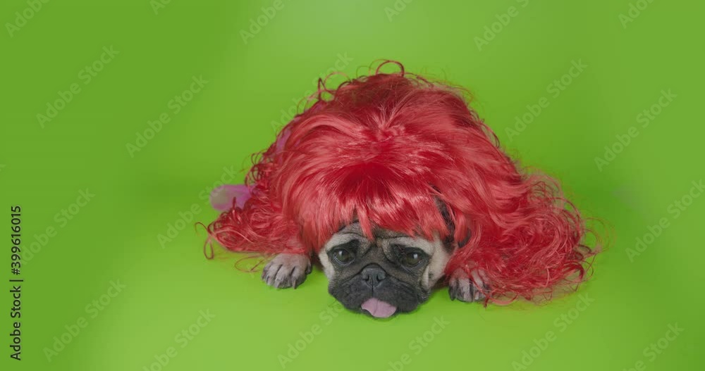 Funny, cute pug dog in red wig. Long hair like girl princess. Lying ...