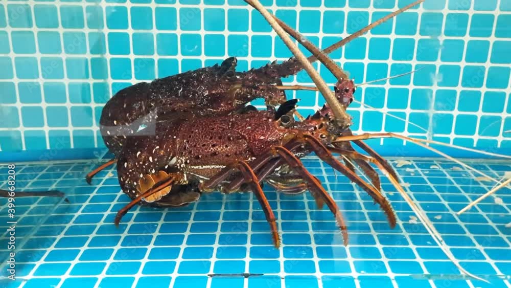 Huge dark brown color lobster in a tank, supermarket seafood section ...