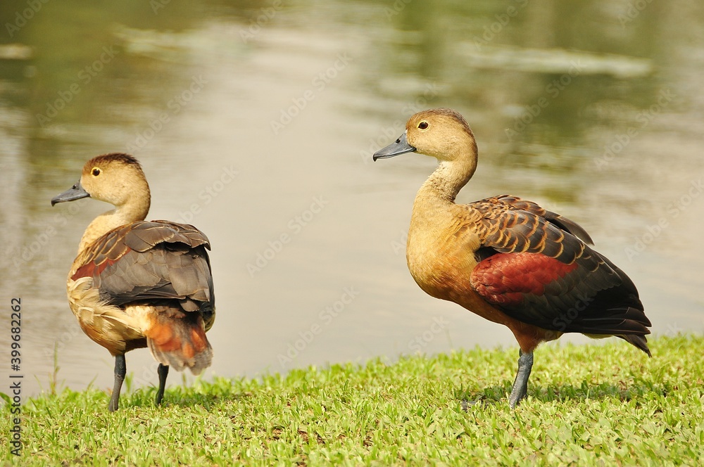 Birds are a group of warm-blooded vertebrates characterized by feathers ...