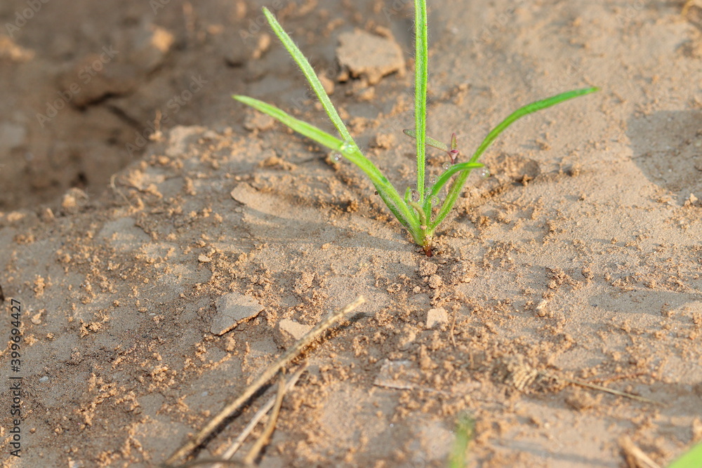 PSYLLIUM s green plant growing Stock Photo | Adobe Stock