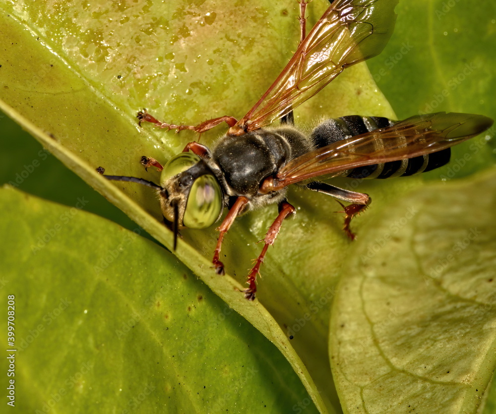 A macro photograph of a Tachytes. The big green eyed bug is a type of ...