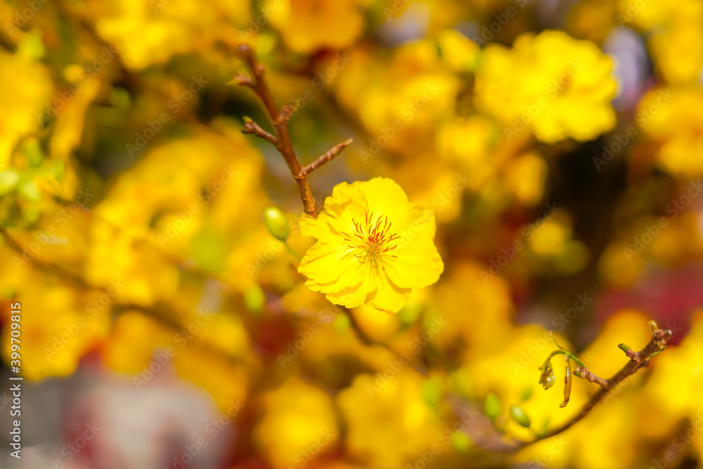 Hoa Mai tree (Ochna Integerrima) flower, traditional lunar new year ...