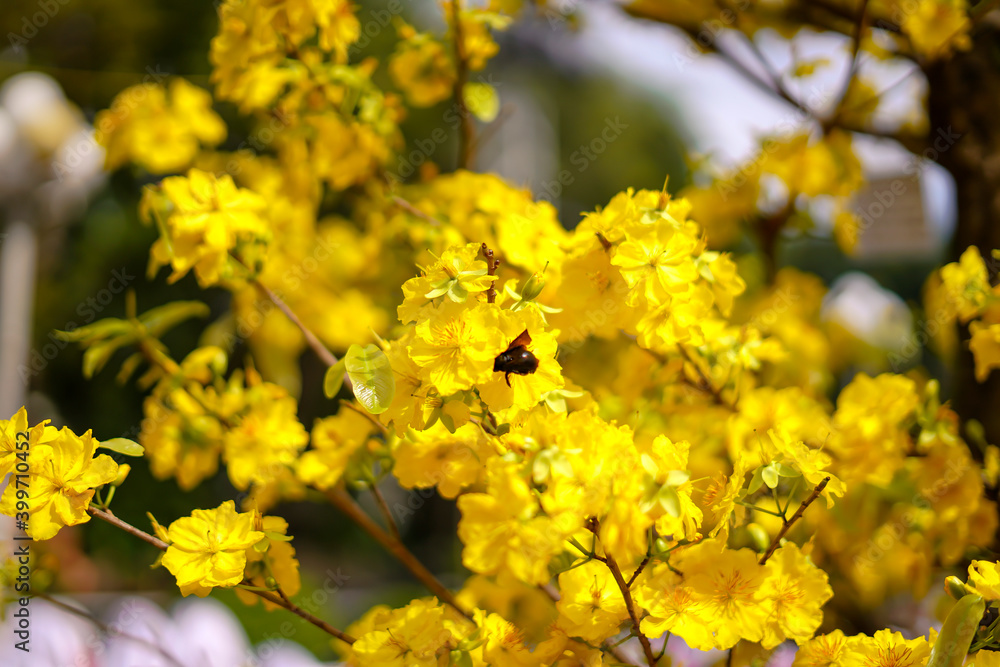 Hoa Mai tree (Ochna Integerrima) flower, traditional lunar new year ...