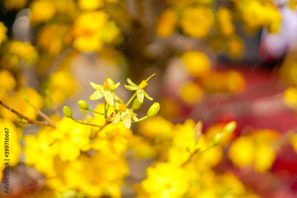 Hoa Mai tree (Ochna Integerrima) flower, traditional lunar new year ...