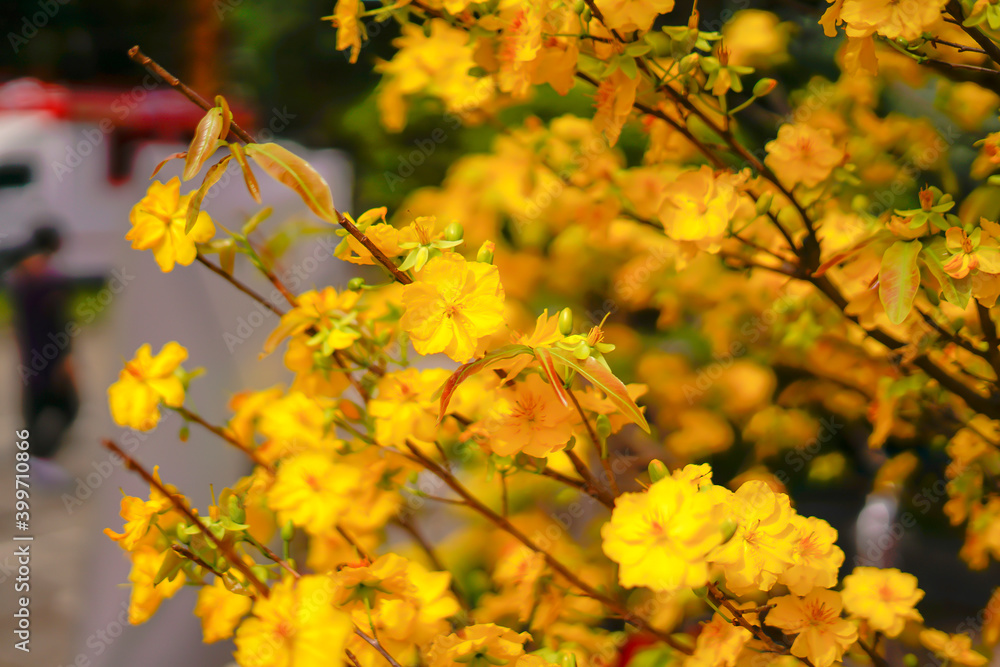 Hoa Mai tree (Ochna Integerrima) flower, traditional lunar new year ...