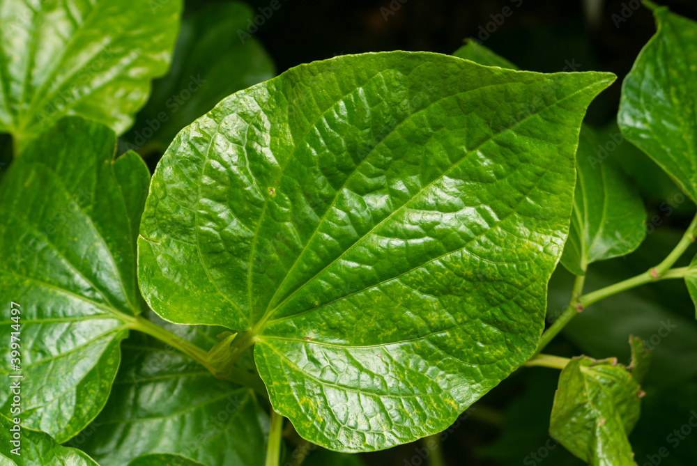Betel or Betel piper leaves are heart-shaped. Thai herbs are spicy ...