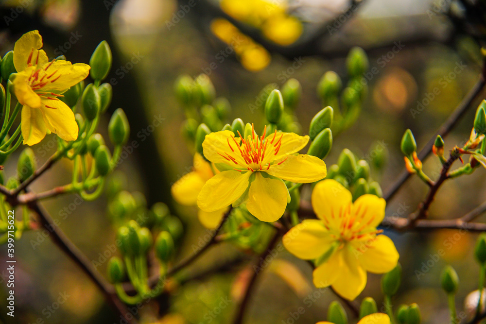 Hoa Mai tree (Ochna Integerrima) flower, traditional lunar new year ...