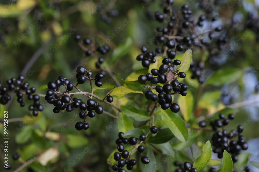 Gewöhnliche Liguster (Ligustrum vulgare) Zweig mit schwarzen Beeren ...