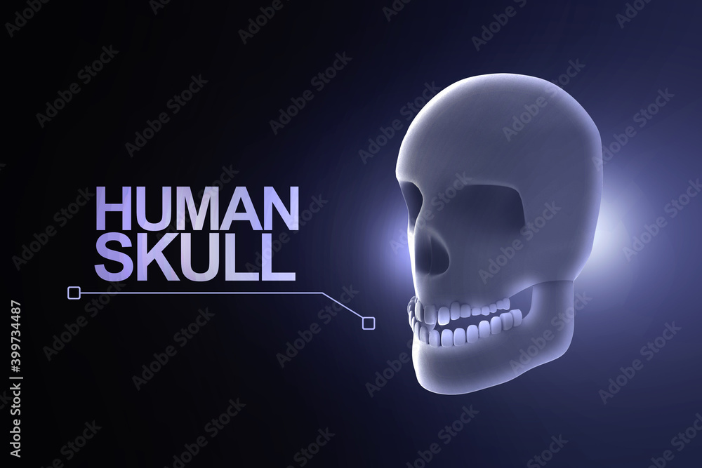 3d illustration Human Skull anatomy Stock Illustration | Adobe Stock