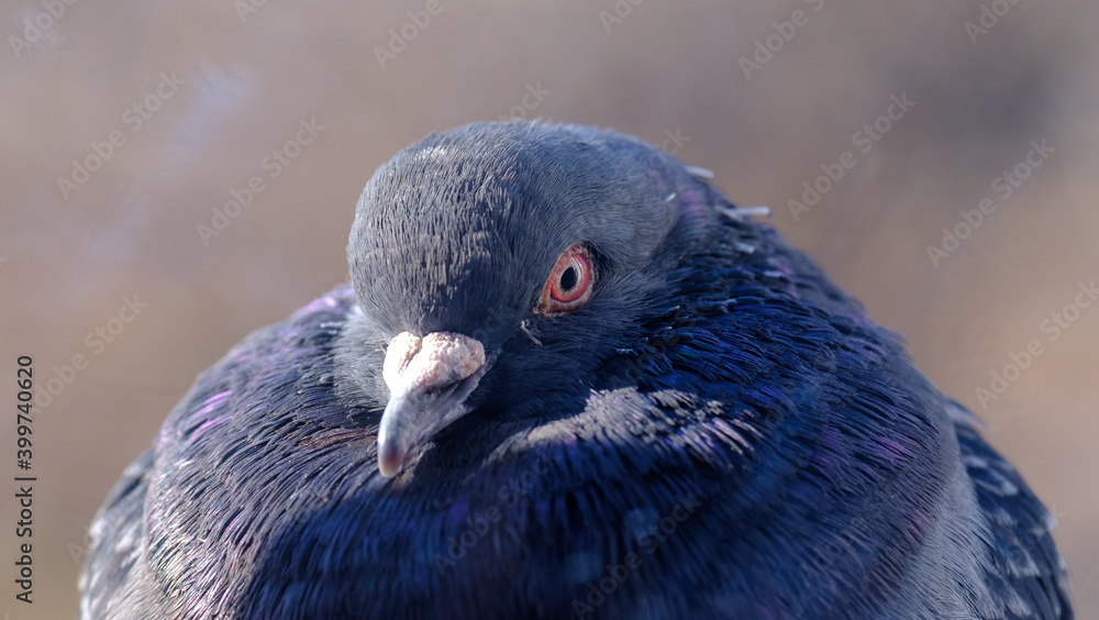 Pigeon Face