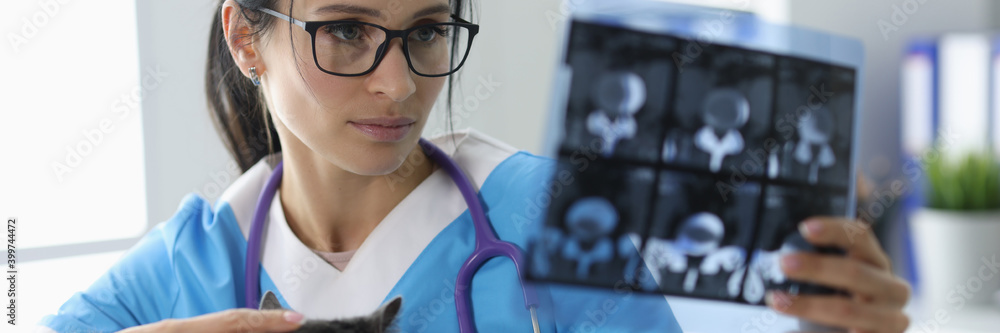 Veterinarian examines the x-ray next to the cat. X-rays pet concept ...