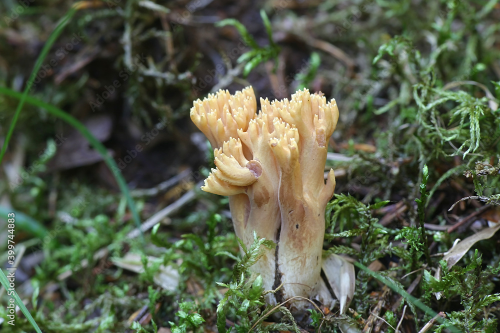 Ramaria eosanguinea also known as Ramaria flava, the pale-yellow ...