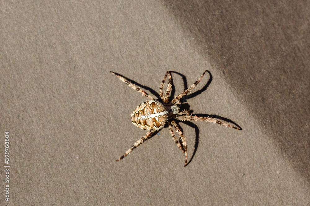 Spider cross. Wild dangerous poisonous arachnid. Arachnophobia. Fear of ...