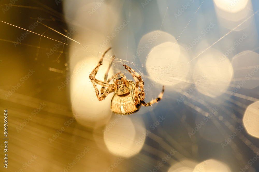 Spider cross. Wild dangerous poisonous arachnid. Arachnophobia. Fear of ...