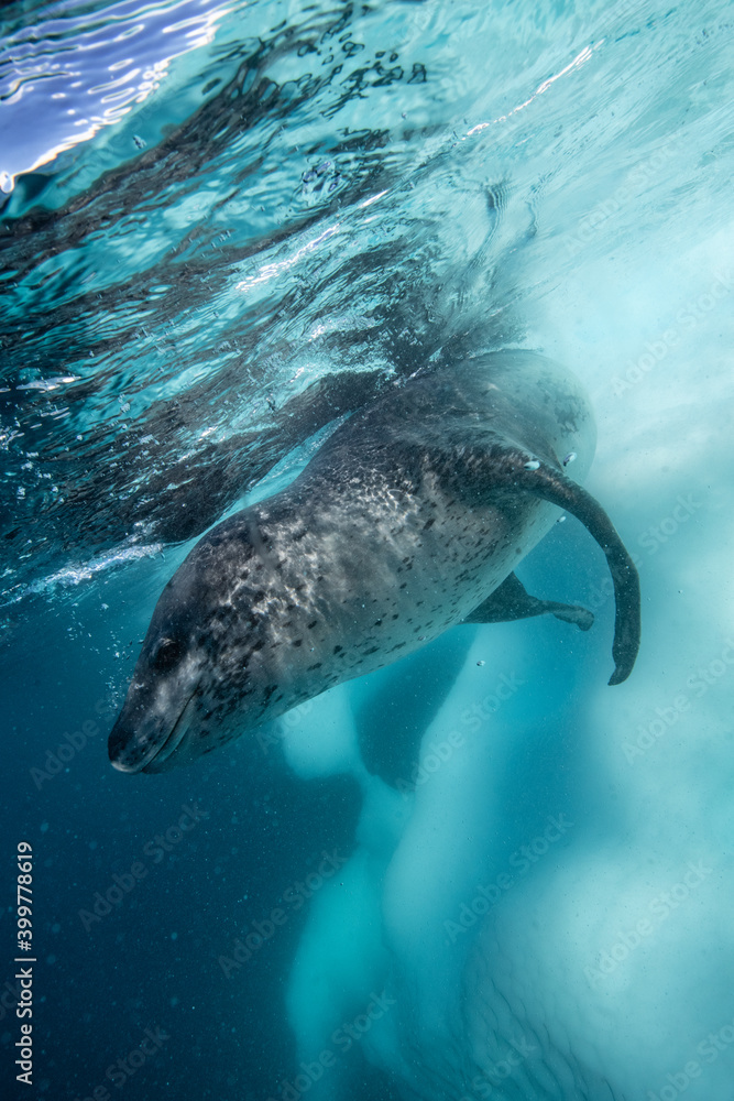 Leopard Seal Underwater