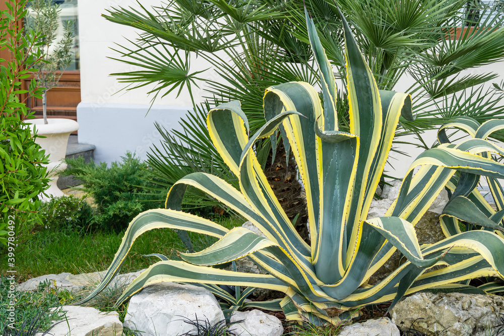 Beautiful striped leaves American agave Marginata (Agave americana) or ...