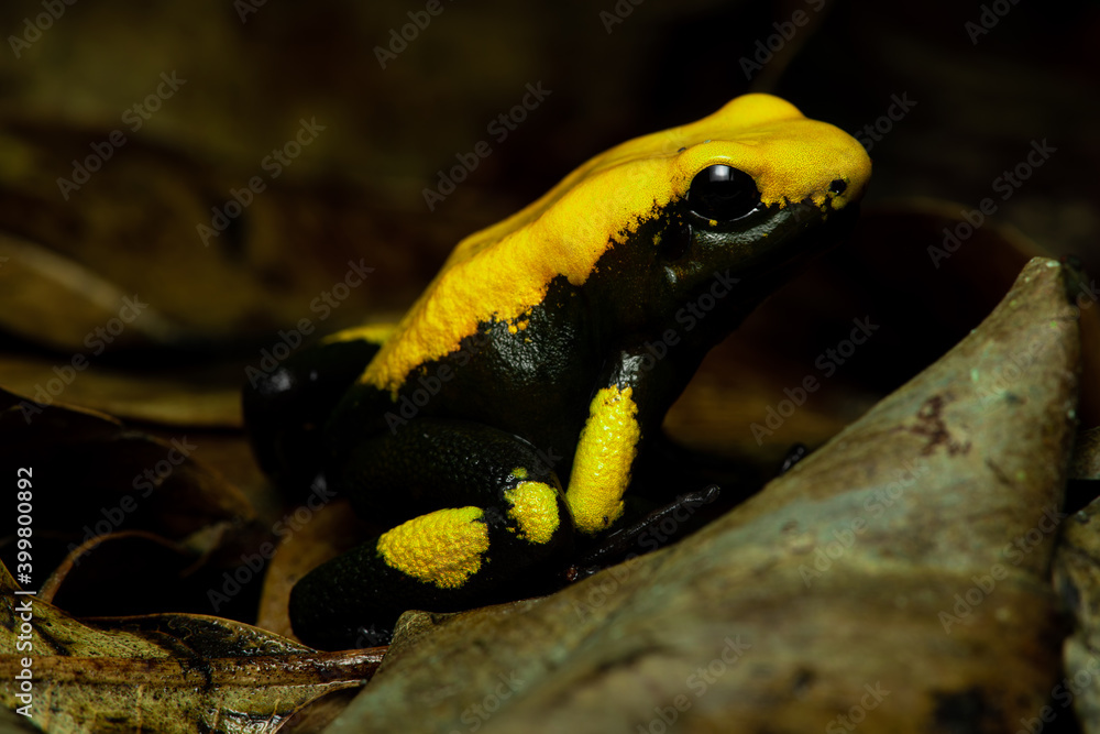 Closeup of a rare Golden poison frog with a lot of black markings Stock ...