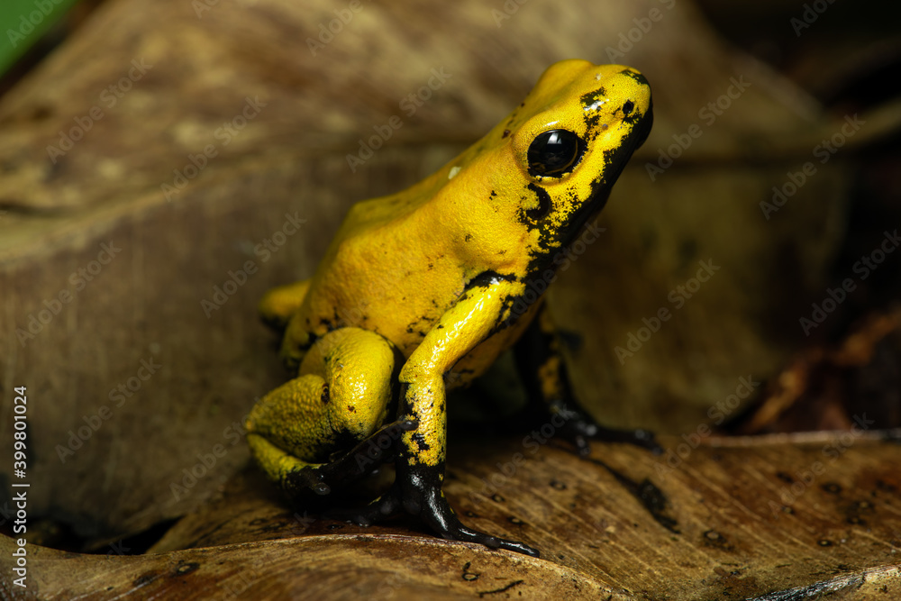 Closeup of a rare golden poison frog with a lot of black markings Stock Photo | Adobe Stock