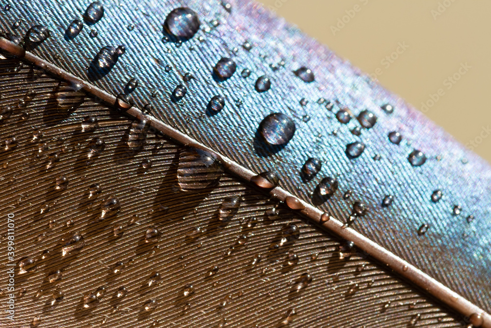 Pluma de ave con gotas de agua Stock Photo | Adobe Stock