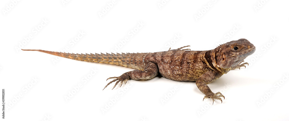 Cuviers Madagaskarleguan // Cuvier's Madagascar Swift (Oplurus cuvieri ...