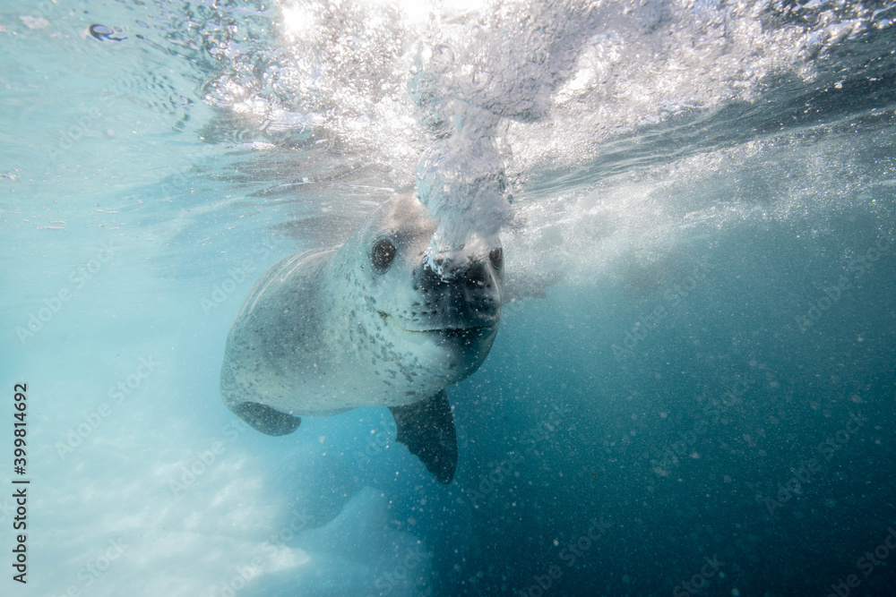 Leopard seal underwater in Antarctica Stock Photo | Adobe Stock