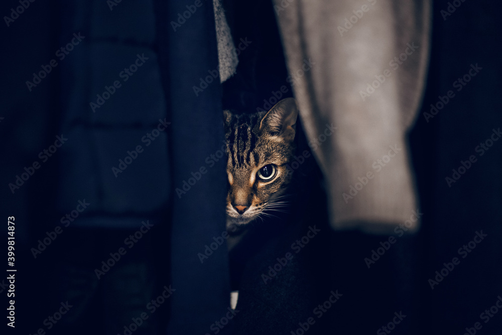 Scared Kitten Hiding
