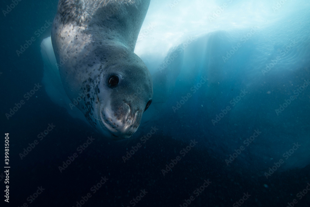 Leopard seal underwater in Antarctica wall mural wallpaper ...