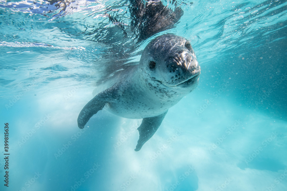 Leopard Seal Underwater