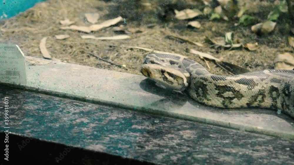 A Young Indian python snake looking for escape in zoo park behind the ...