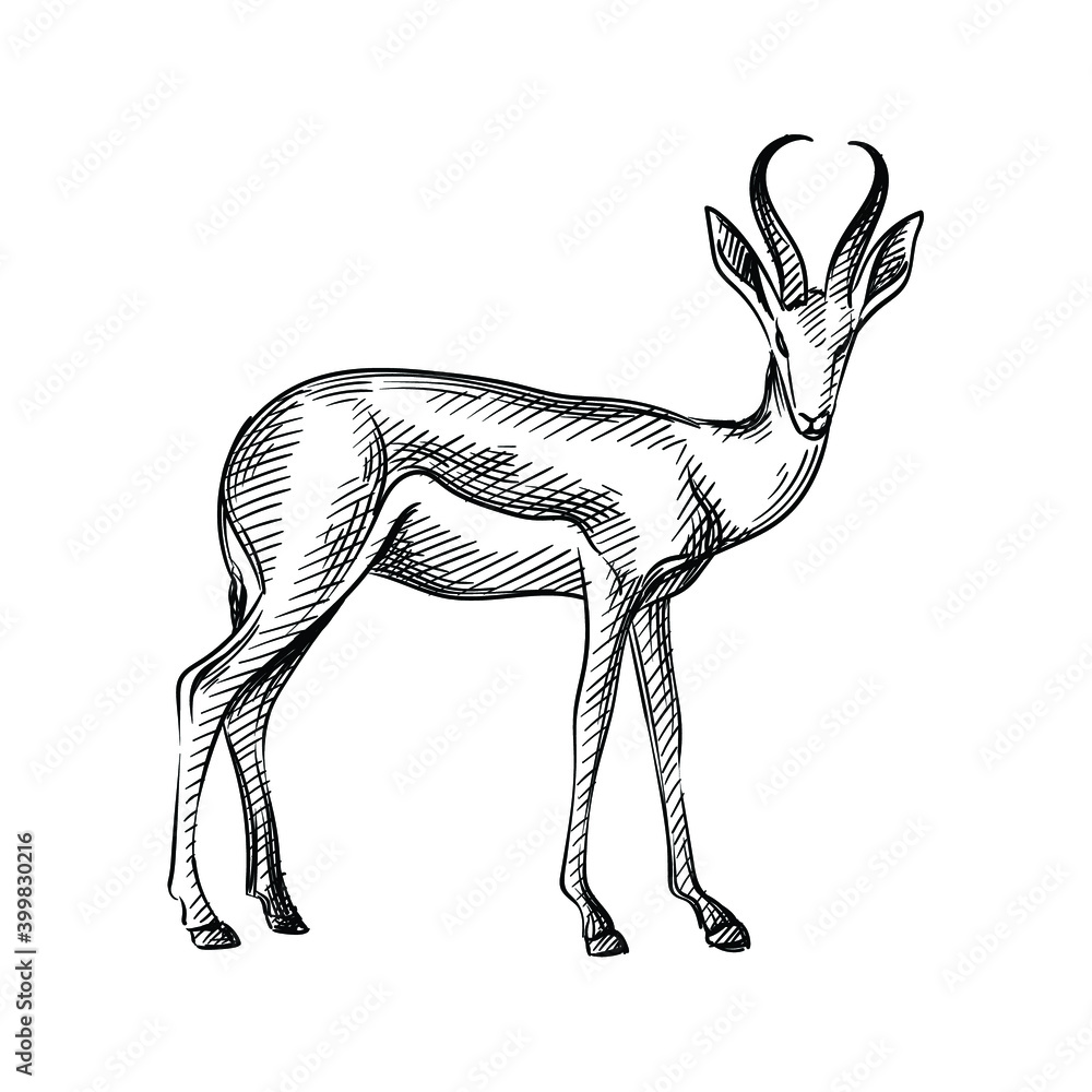 Hand-drawn black and white sketch of adult antelope with big long horns ...