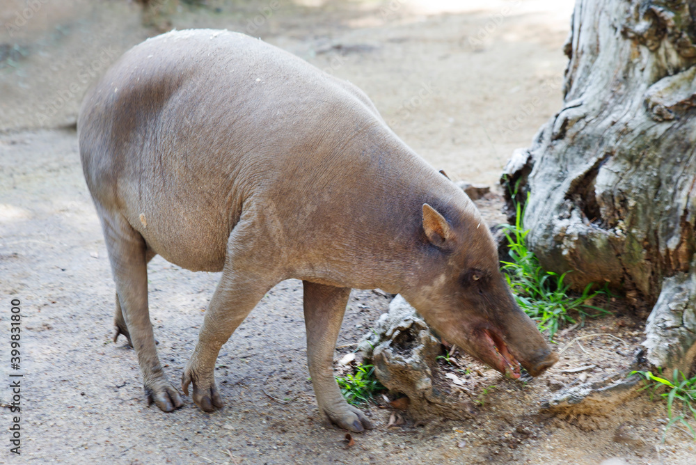 Babirussa (female) Babirussa, also called pig deer, is an amazing ...