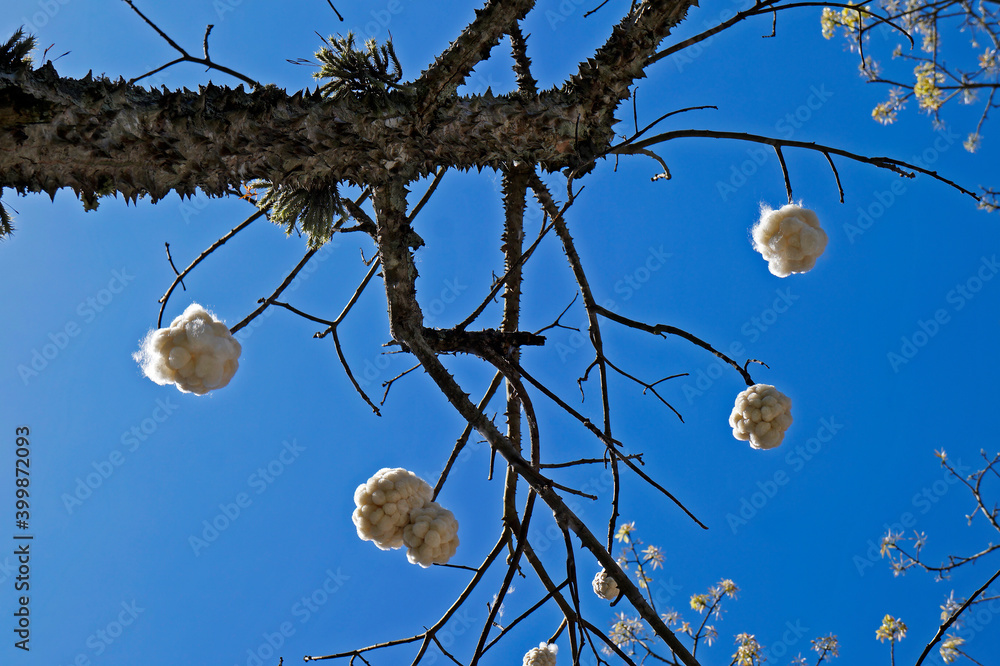 Silk Floss Tree (Ceiba speciosa or Chorisia speciosa), Rio, Brazil ...
