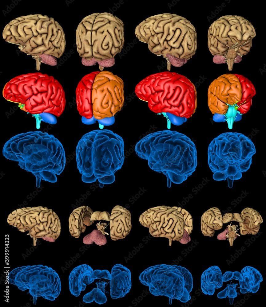 Set of isolated brain renders - whole and split with rontgen style ...