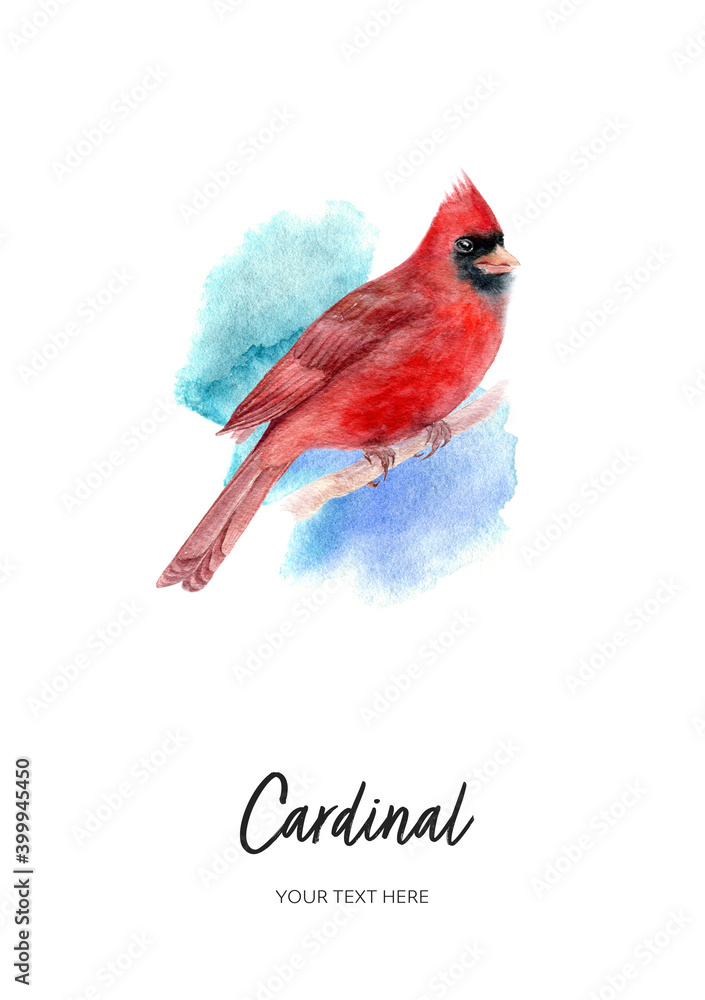 Cardinal bird card watercolor illustration on watercolor splash ...
