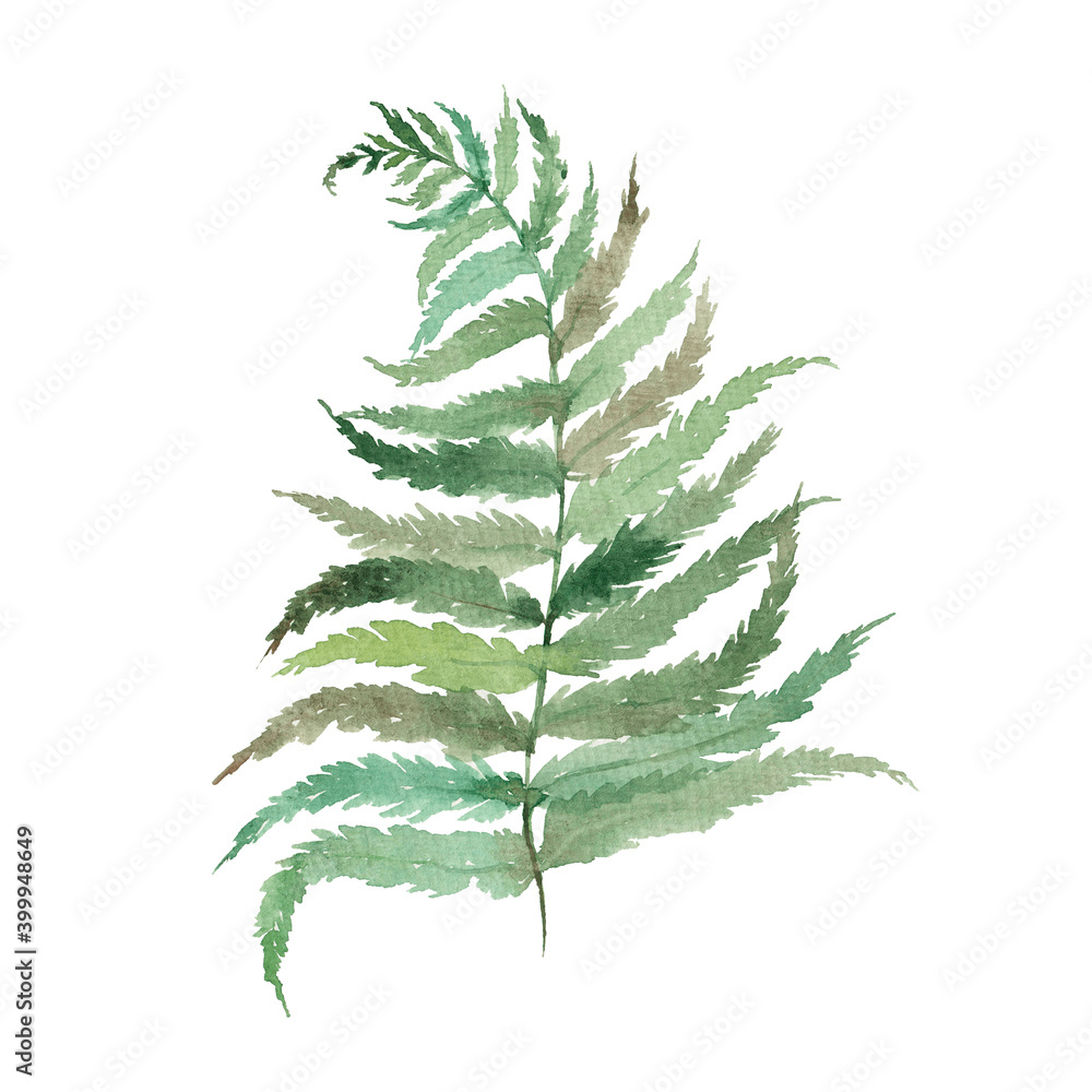 Watercolor drawing fern leaf isolated on white background. Tropics ...