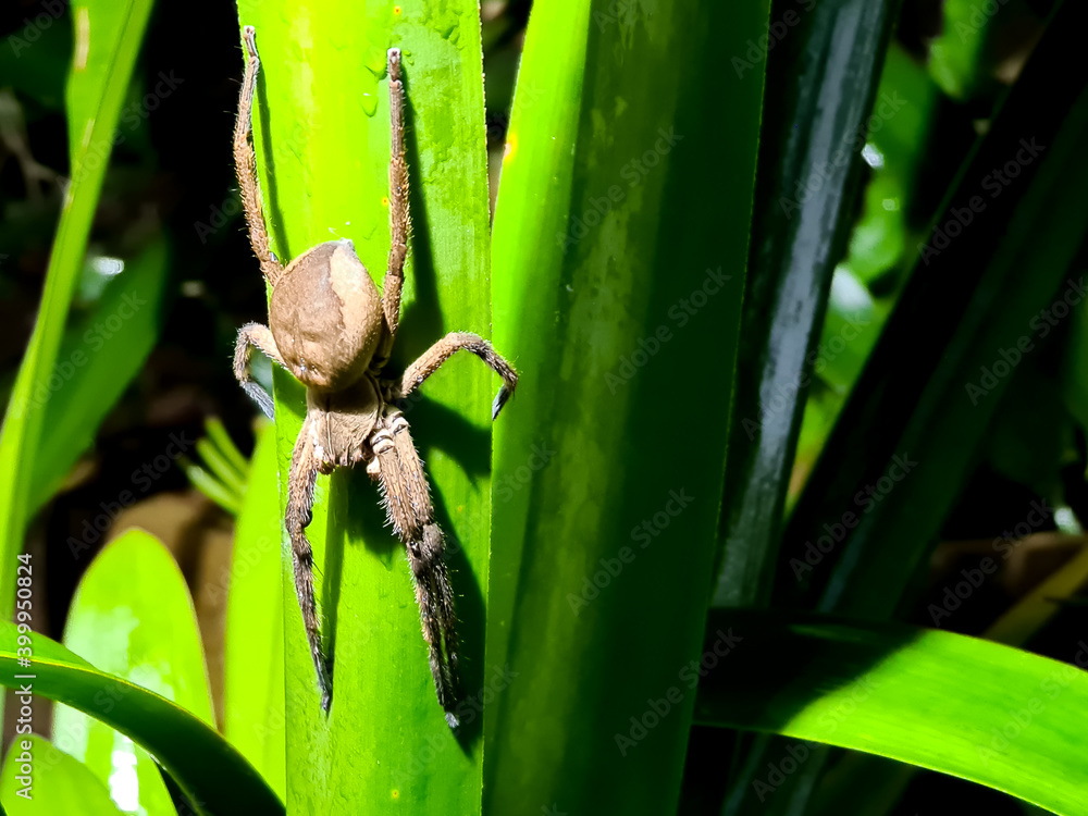 The rain spider is a species of the huntsman spider and is native to ...
