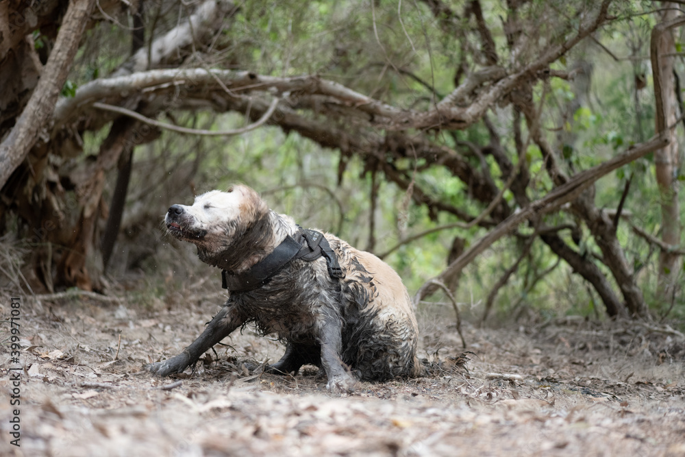 Golden Retriever dog shaking of mud after rolling in a muddy puddle ...