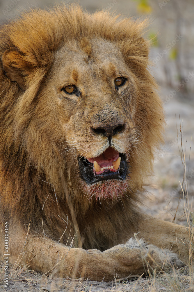 Gorgeous male lion (Panthera leo) with blod mane with open mouth ...