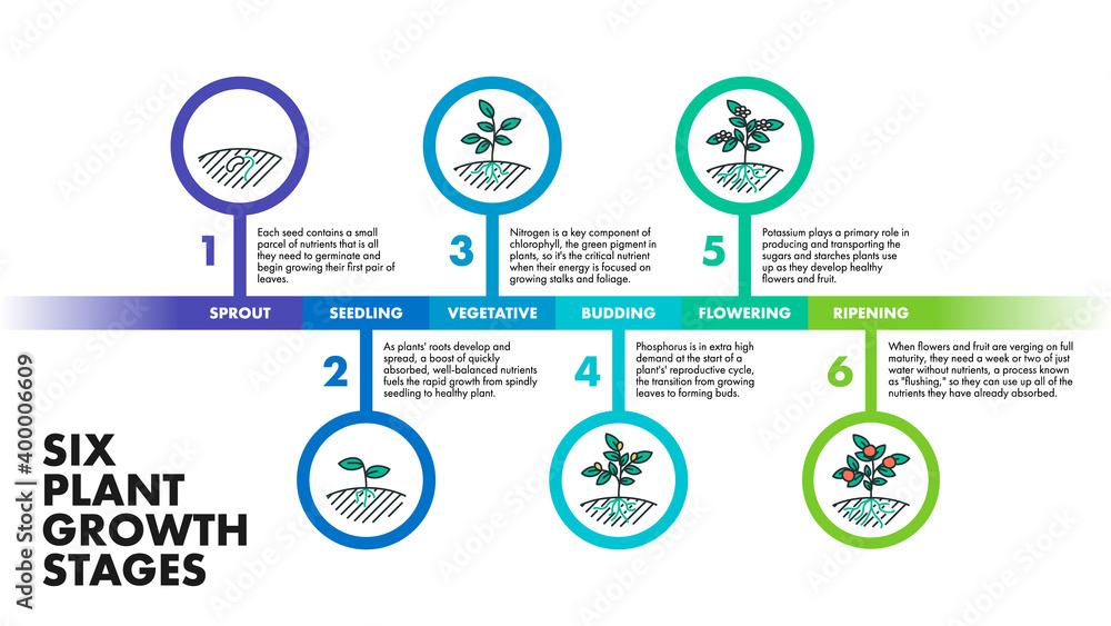 Plant growth stages infographics. Vector modern poster showing six ...