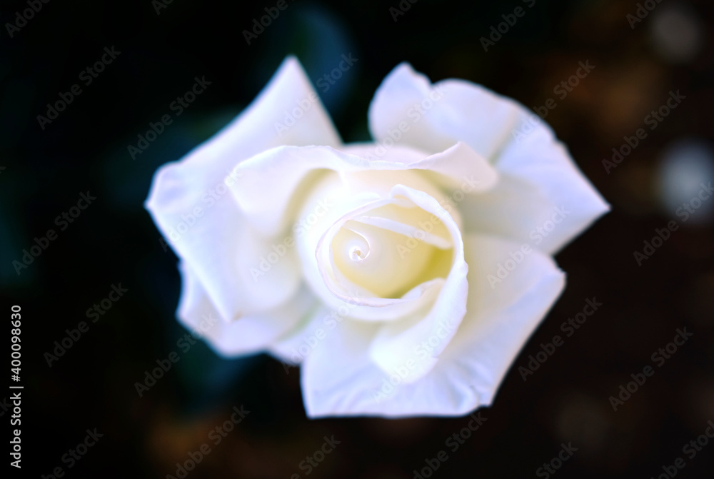 Delicate pure white rose flower with pink overtones, top view isolated ...