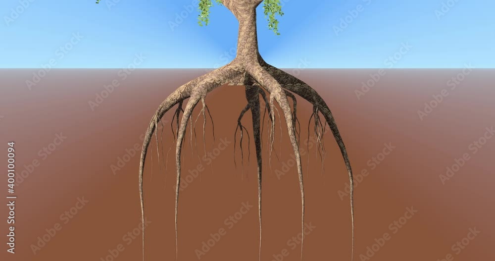 Tree growing while revealing underground roots growth process. Tree ...