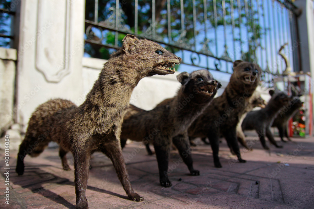 Various civet cats are deliberately preserved for decoration and are ...