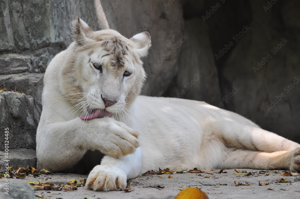 Stripeless White Tiger
