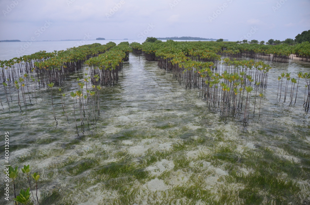 Jakarta, Indonesia: Mangrove nursery to grow new plants for coastal ...